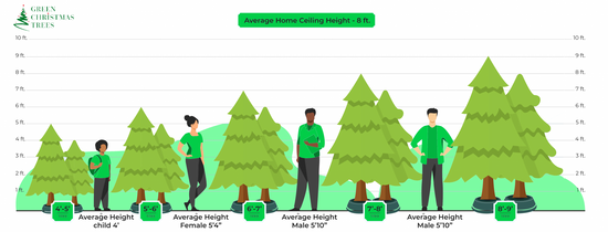 Christmas Tree Sizes – Green Christmas Trees