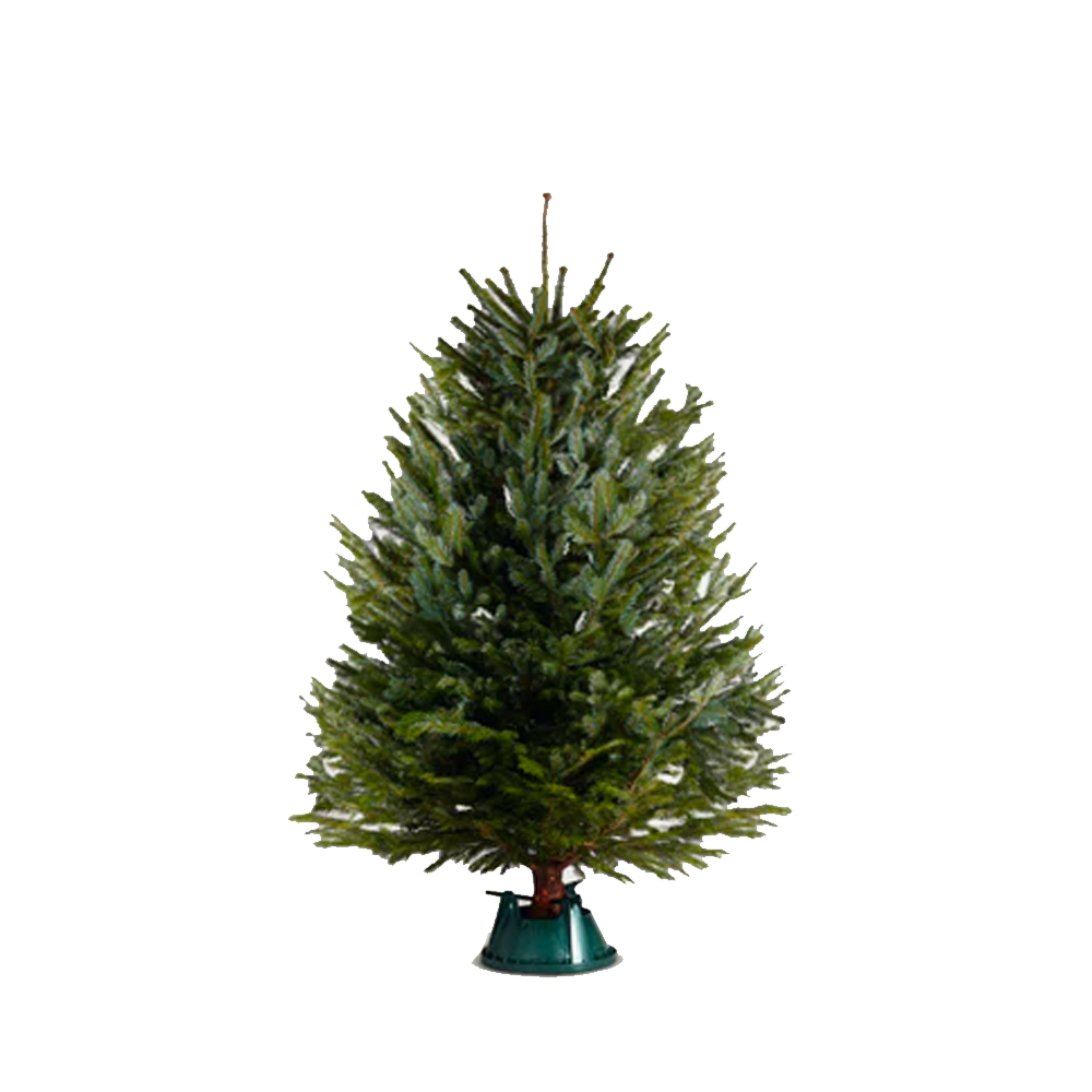 Christmas Tree Sizes – Green Christmas Trees